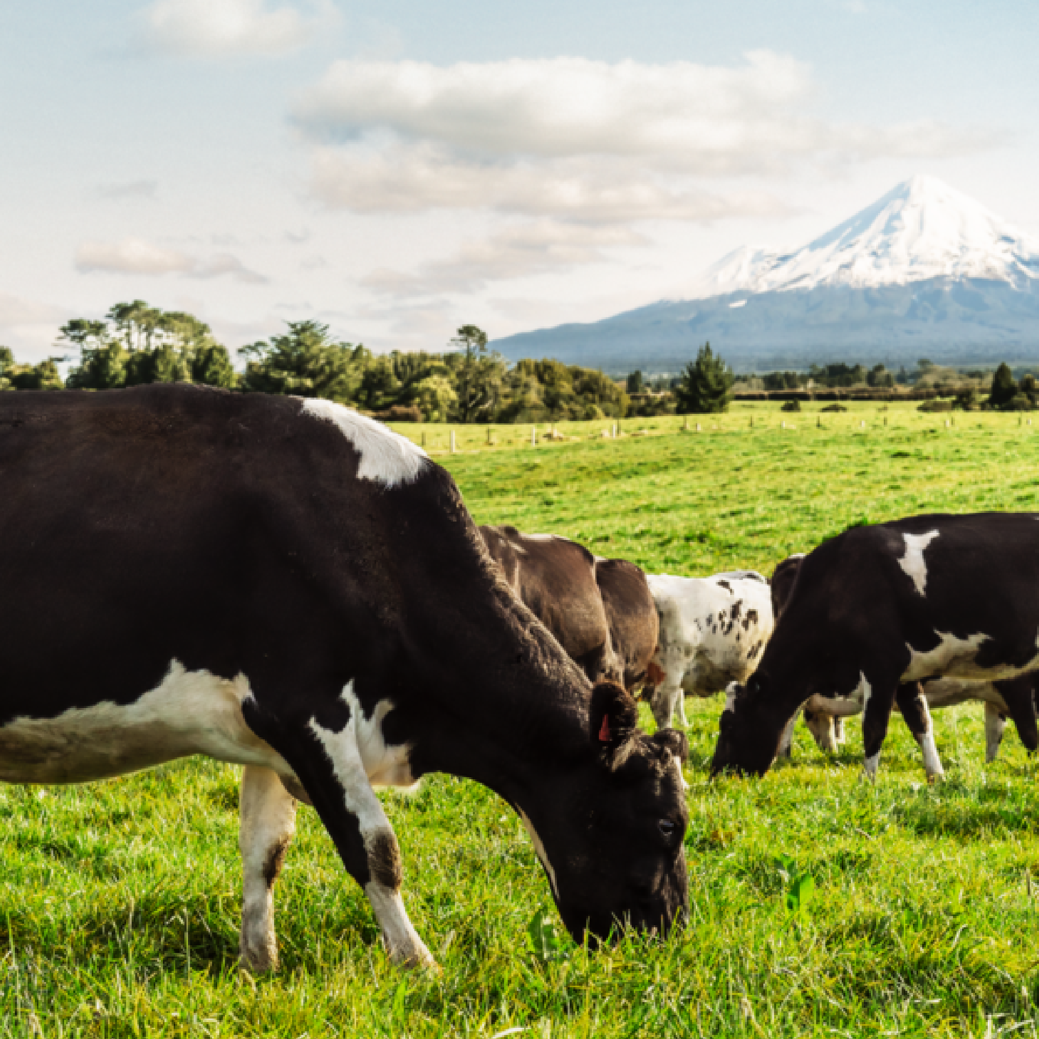 恒天然NZMP原料业务在FIC2024引领每日乳品新风向-恒天然NZMP中国官网